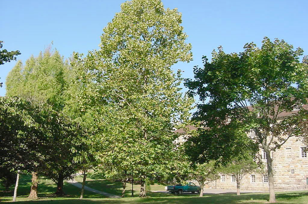 In search of Moon Trees (Science@NASA release) | collectSPACE